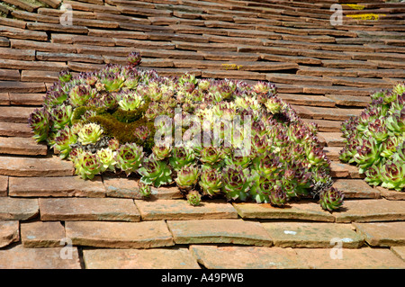 Houseleek (Sempervivum hybride) (Sedum hybride Stock Photo - Alamy