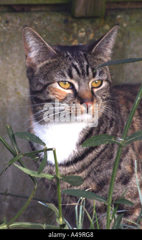 CAT, tabby tortoiseshell female kitten, 8 weeks-old, among leaves Stock ...