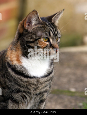 ANIMAL. FEMALE TABBY-TORTOISE SHELL CAT Stock Photo - Alamy