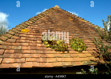 Houseleek on roof (Sempervivum hybride) (Sedum hybride), Houseleek on ...
