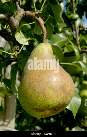 Pear Delta Stock Photo - Alamy