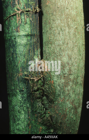 Quinine, Quinine Bark, Red Quinine, Red Quinine Bark (Cinchona ...