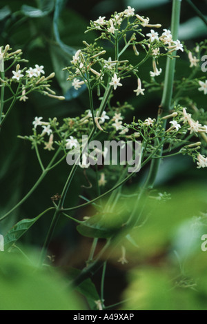 Quinine, Quinine Bark, Red Quinine, Red Quinine Bark (Cinchona ...