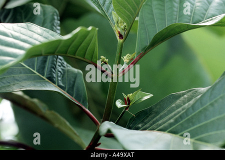 Quinine, Quinine Bark, Red Quinine, Red Quinine Bark (Cinchona ...