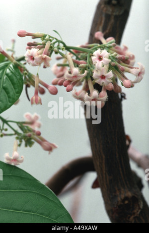 Peruvian bark, Quinine, Quinine Bark, Yellow Quinine, Yellow Quinine ...