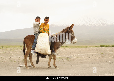Domestic donkey (Equus asinus asinus), boy on a donkey transporting a ...