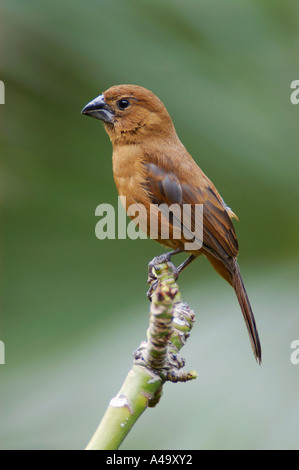 Ultramine Grosbeak, female, Ultramine Grosbeak (Cyanocompsa brissonii ...