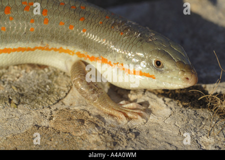 Algerian skink (Eumeces algeriensis), on stone, Turkey Stock Photo - Alamy