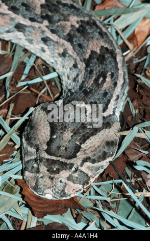 Puff Adder (Bitis arietans) adult crossing track at night Kruger NP ...