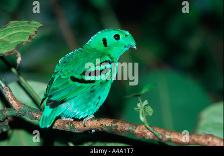 Lesser Green Broadbill Stock Photo - Alamy