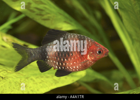 black ruby barb (Puntius nigrofasciatus (Barbus nigrofasciatus)), male ...