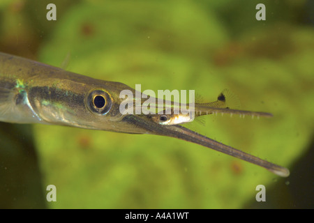 silver needlefish, round-tailed garfish (Xenentodon cancila Stock Photo ...