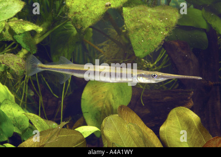silver needlefish, round-tailed garfish (Xenentodon cancila), portrait ...