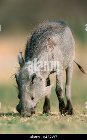 Wart Hog, Etosha national park, Namibia (Phacochoerus aethiopicus ...