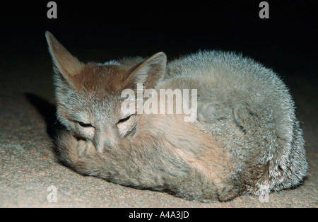 A sleeping swift fox Stock Photo - Alamy