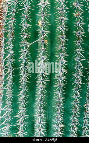 Saguaro (Carnegiea gigantea) Cactus, prickles (Cereus giganteus Stock ...