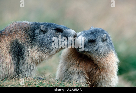 Alpine marmots (Marmota marmota), Berchtesgaden National Park, Bavaria ...