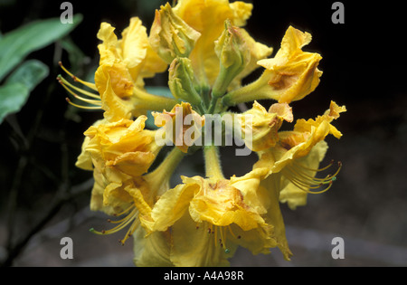 RHODODENDRON SUN CHARIOT Stock Photo - Alamy