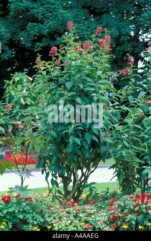 purple cestrum (Cestrum elegans Stock Photo - Alamy