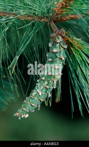 A weeping white pine, Pinus strobus 'Pendula' on the west side ...