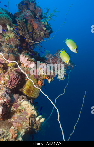 Masked rabbitfish (Siganus puellus) pair. Photographed off West Papua ...