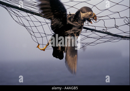 Puffin Hunting: A puffin caught in the net of the Hafwar. The hunters ...