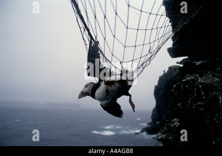 Puffin Hunting: A puffin caught in the net of the Hafwar. The hunters ...