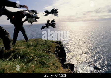 Puffin Hunting: The puffin hunters throw bunches of dead puffins over ...