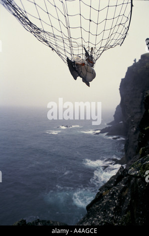 Puffin Hunting: A puffin caught in the net of the Hafwar. The hunters ...