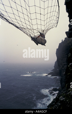Puffin Hunting: A puffin caught in the net of the Hafwar. The hunters ...