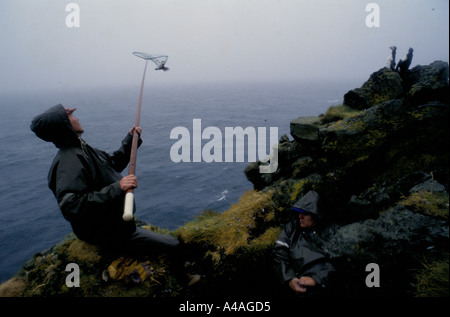 Westermann Islander Gudni Hjorleiffson catching puffin with a ...