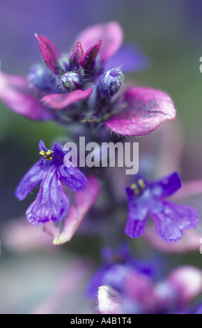 A thyme Thymus vulgaris plant with small green leaves and purple ...