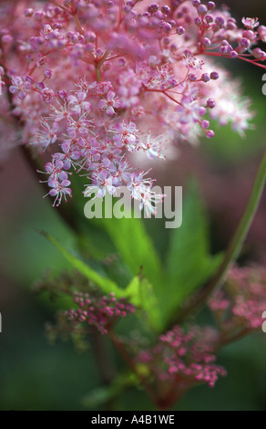 Queen of the prairie (Filipendula rubra Stock Photo - Alamy