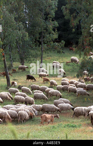 Goats in a field Stock Photo - Alamy