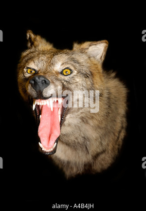 Wolf head isolated on black background with clipping path Stock Photo ...