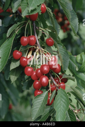 Red cherries hanging on a tree branch in the garden Stock Photo - Alamy
