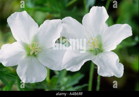 Geranium sanguineum 'Album' (Bloody cranesbill), leaves and white ...