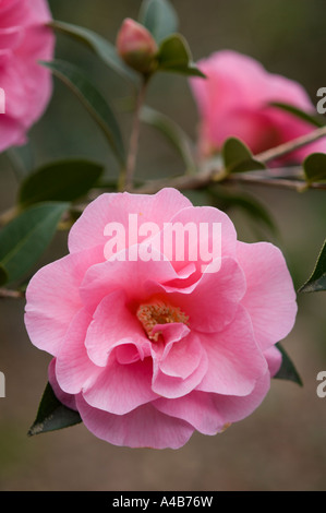 Camellia Rigadoon Williamsii Stock Photo - Alamy
