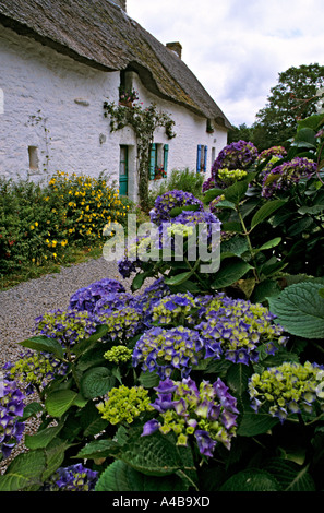 Beautiful Flowers hydrangea in park, colorful, Pink and purple ...