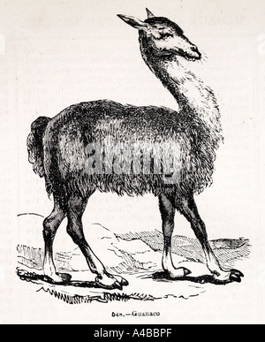 brown llama guanaco cud chewing Mammal wool herbivore south America ...