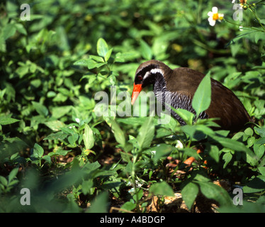 Okinawa rail, Yanbaru kuina (Rallus okinawae, Gallirallus okinawae), Endangered Okinawa rail ...