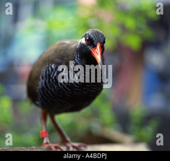 Okinawan Rail Yanbaru-Kuina Rallus okinawae an highly endangered species endemic to Okinawa ...