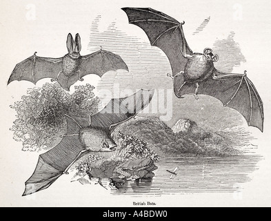 Flying bat. Ink black and white illustration Stock Photo - Alamy