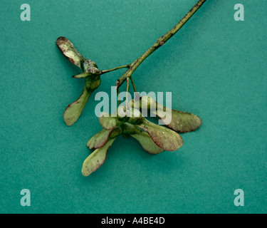 Winged seeds on a sycamore (Acer pseudoplantanus) seed dispersal Stock ...