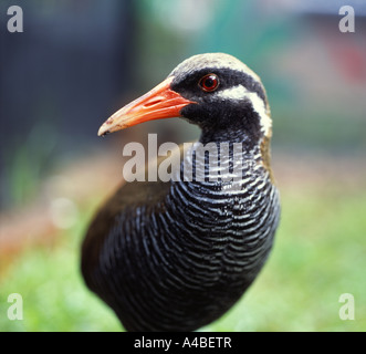 Okinawan Rail Yanbaru-Kuina Rallus okinawae an highly endangered species endemic to Okinawa ...