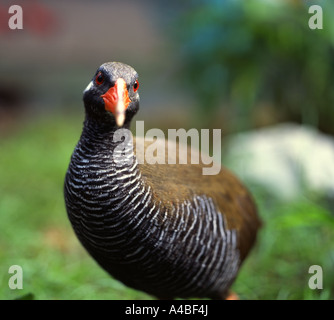 Okinawa rail, Yanbaru kuina (Rallus okinawae, Gallirallus okinawae), Endangered Okinawa rail ...