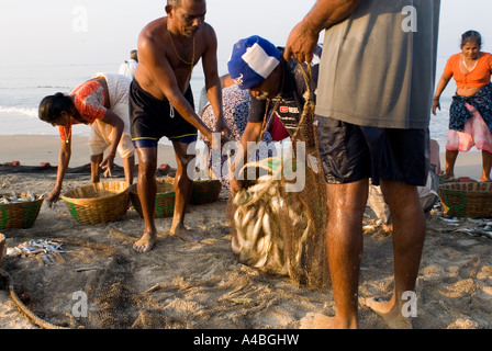 Goa fishermen carrying in sardines and mackeral from their nets in ...
