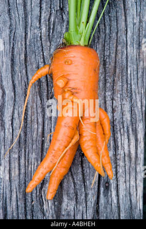 Forked twisted carrot vegetables. Shape caused by pythium fungus or ...