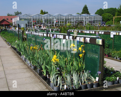 Perennial plants displayed outdoors at a garden centre Stock Photo - Alamy