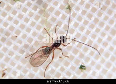 Female parasitoid wasp (Aphaereta debilitata) a parasite of shore fly ...